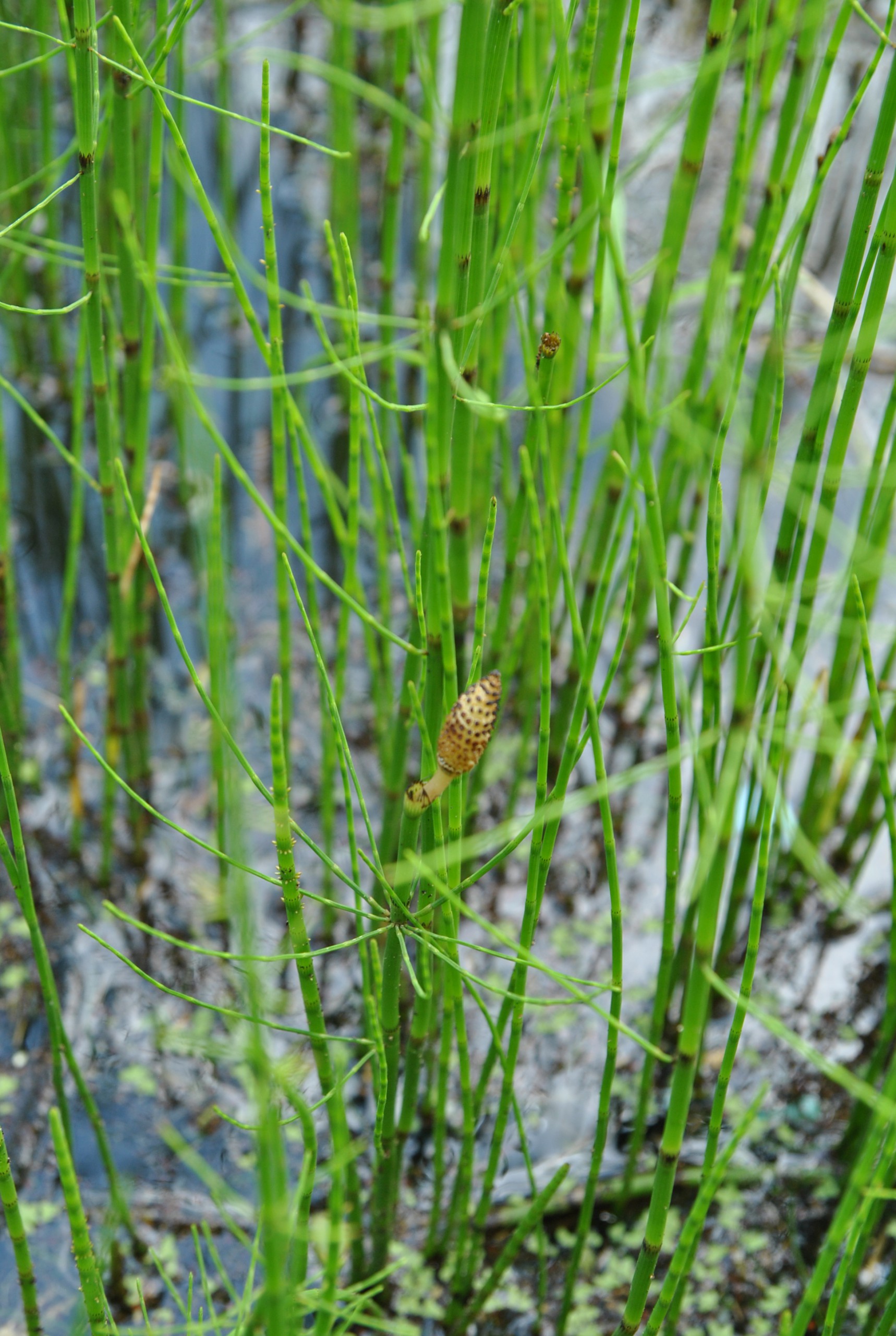 Su atkuyruğu (Equisetum fluviatile) – Buradan Ara