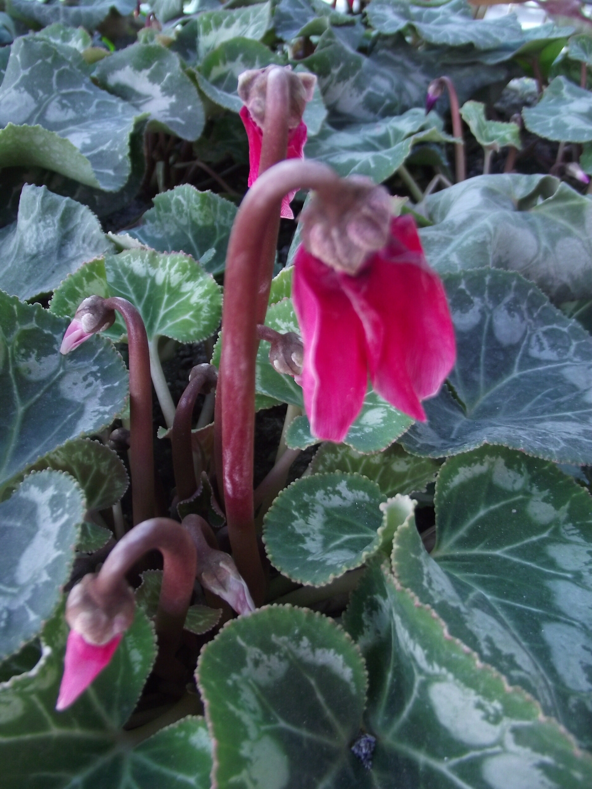 Cyclamen persicum (Acem Sıklameni) – Buradan Ara