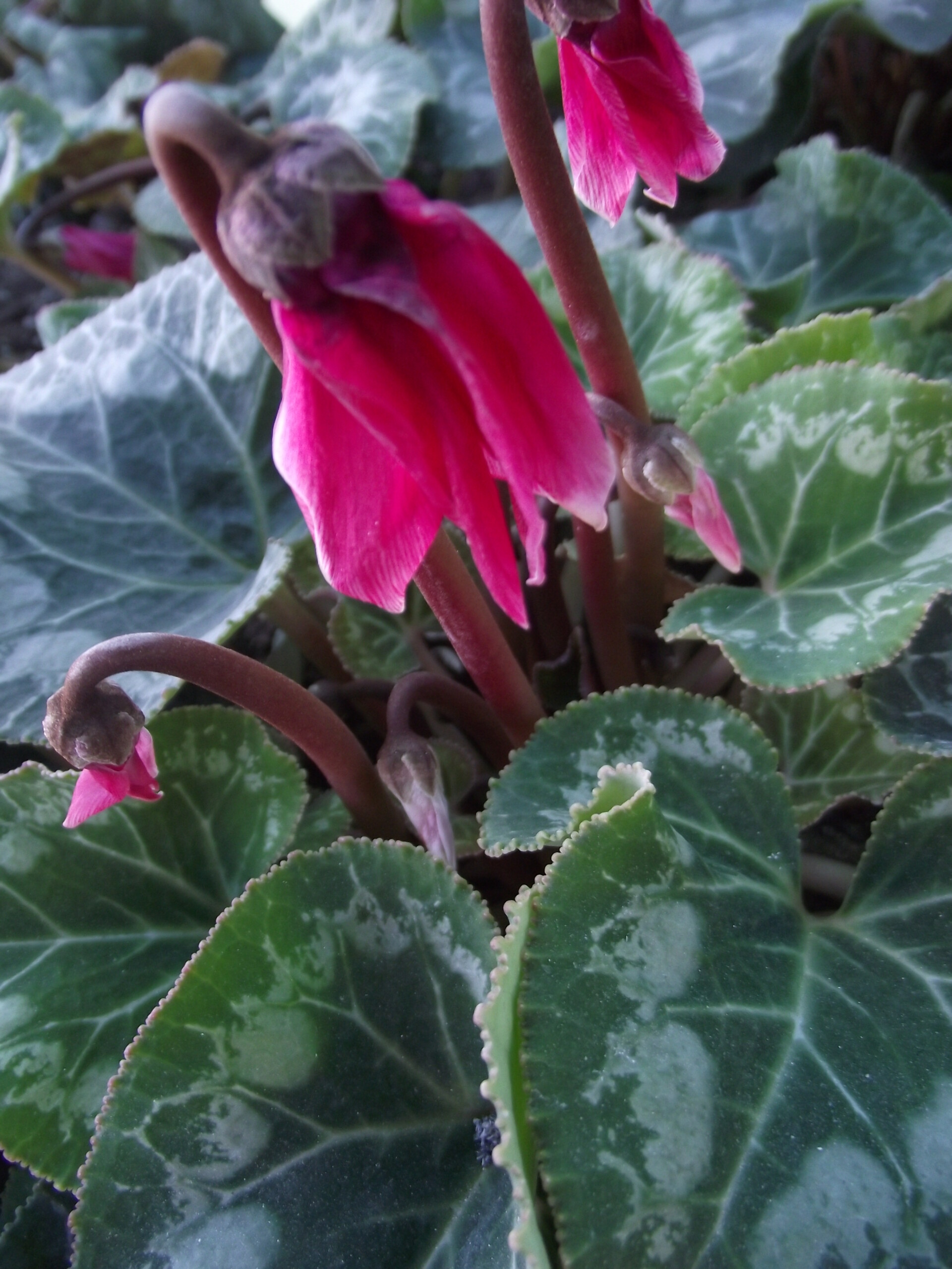 Cyclamen persicum (Acem Sıklameni) - Buradan Ara