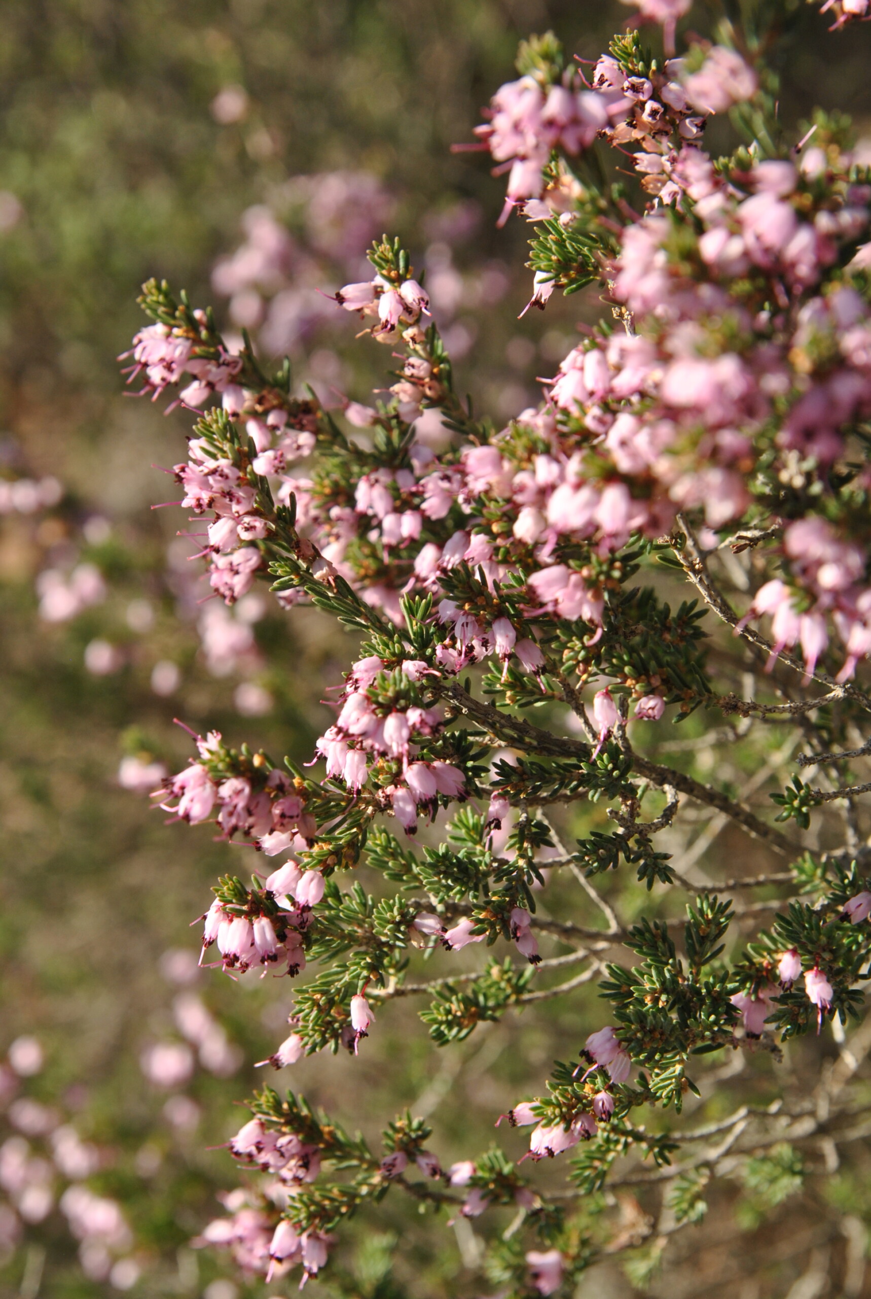 Erica manipuliflora (Püren) - Buradan Ara