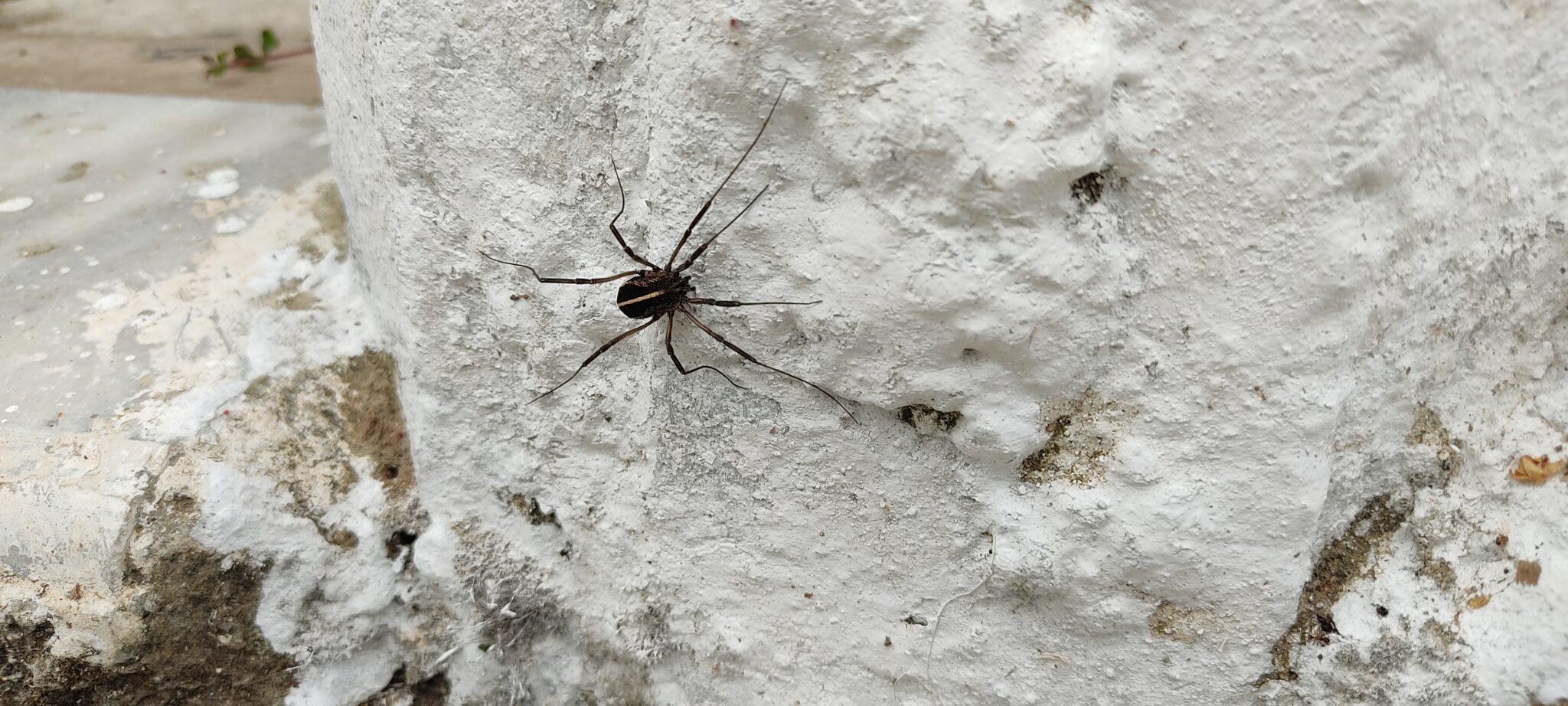 Opiliones (otbiçen böceği) – Buradan Ara