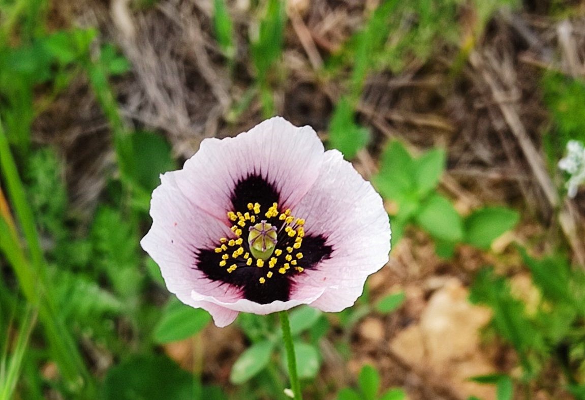 Papaver setigerum (Truva gelincik) - Buradan Ara